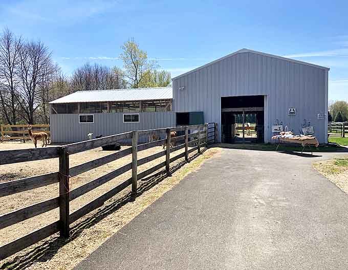 The impressive barn facilities provide shelter and comfort for the herd while maintaining that authentic farm atmosphere everyone loves.