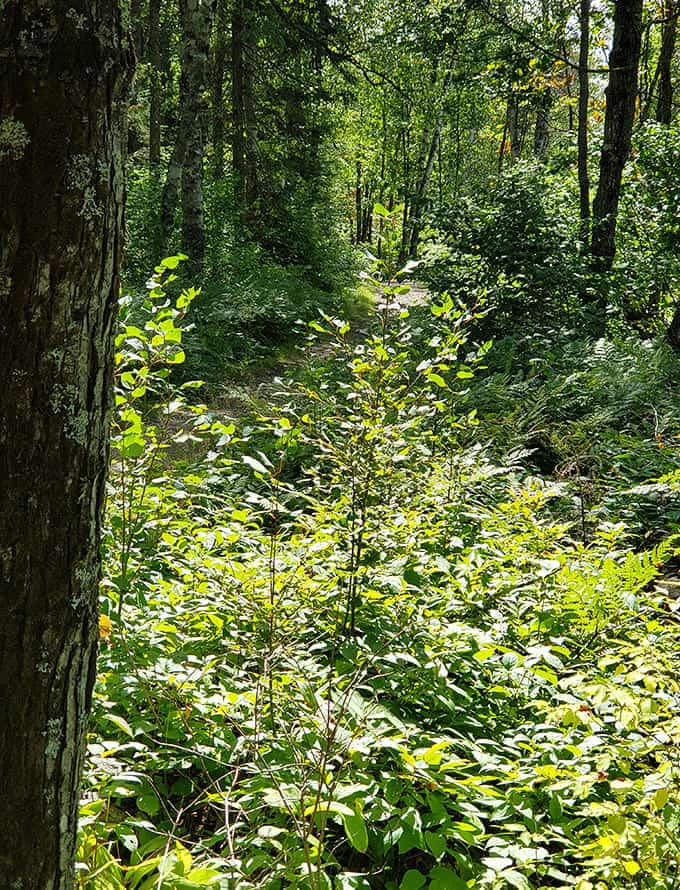 The trail whispers ancient secrets as sunlight filters through the canopy, creating a dappled pathway that beckons adventurers deeper into the woods.