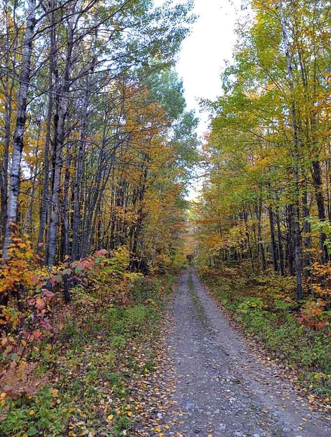 This unassuming forest trail offers leaf-peepers a front-row seat to nature's most spectacular color show.