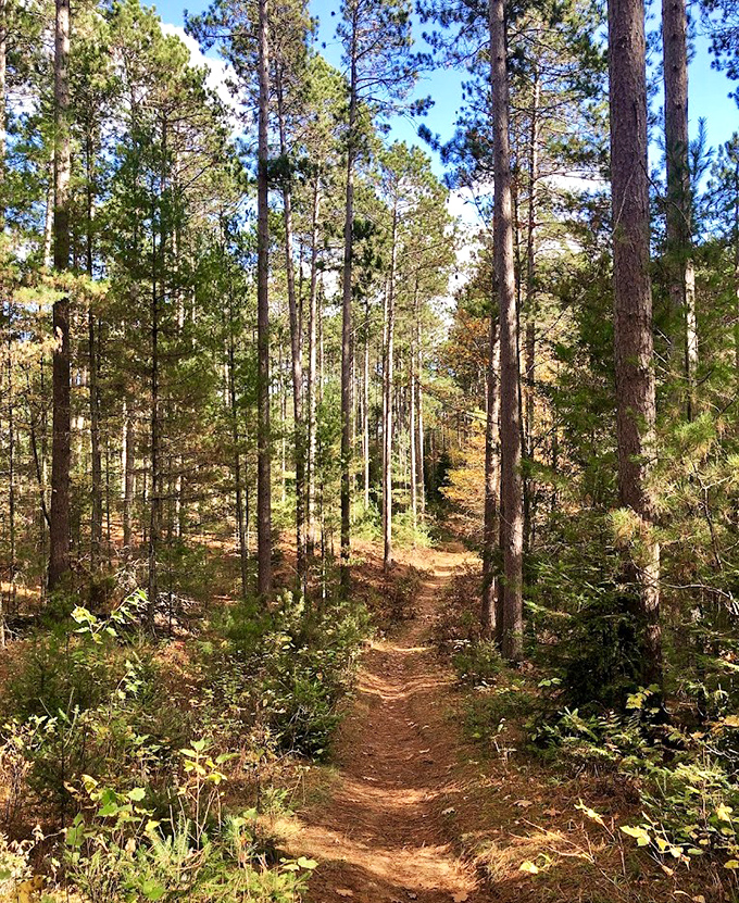 The trail winds invitingly through sun-dappled pines, practically begging you to discover what lies around the next gentle curve.