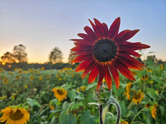 This burgundy beauty shows off nature's range &ndash; who knew sunflowers came in such dramatic, wine-inspired hues?