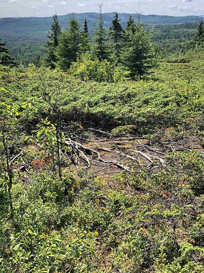 Summer's palette on full display: fifty shades of green meeting infinite blues. The season when Mount Josephine truly shows off.