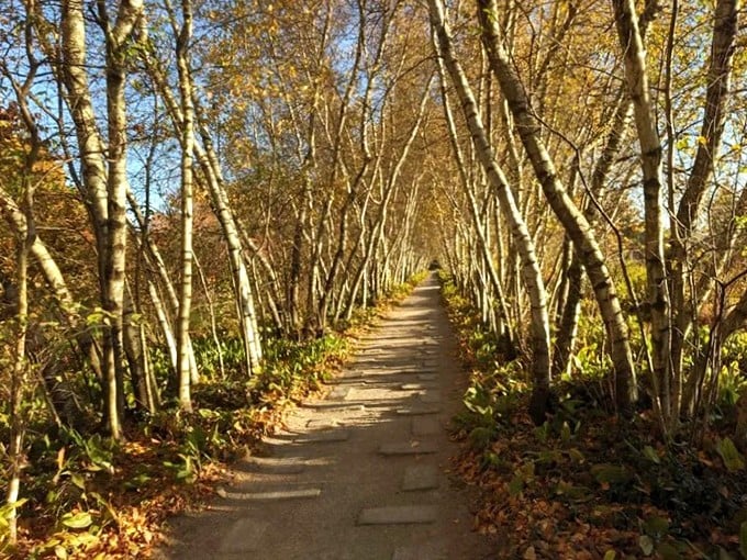 A golden tree tunnel creates a magical autumn walkway glowing in the late-day sun.