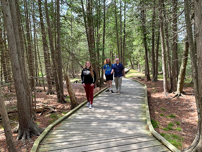 Visitors stroll along the elevated pathway, experiencing the forest from a perspective usually reserved for the birds and squirrels.