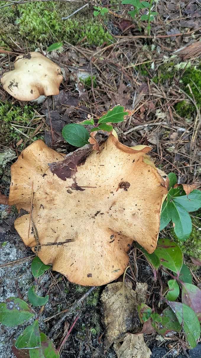 This wild mushroom emerges from the forest floor like a tiny umbrella, proving that even fungi can have a sense of style and architectural flair.
