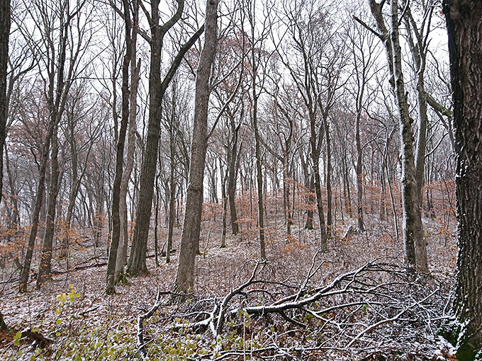 Winter drapes the woods in pristine white, transforming familiar paths into a hushed wonderland of crystalline beauty.