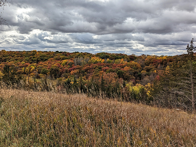 Fall's paintbrush transforms Afton's rolling hills into a masterpiece of crimson, gold and amber under dramatic Minnesota skies.