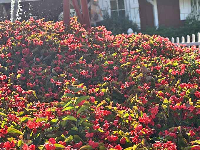 A riot of crimson begonias creates a living carpet of color, proving Jenny's grows beauty as skillfully as produce.