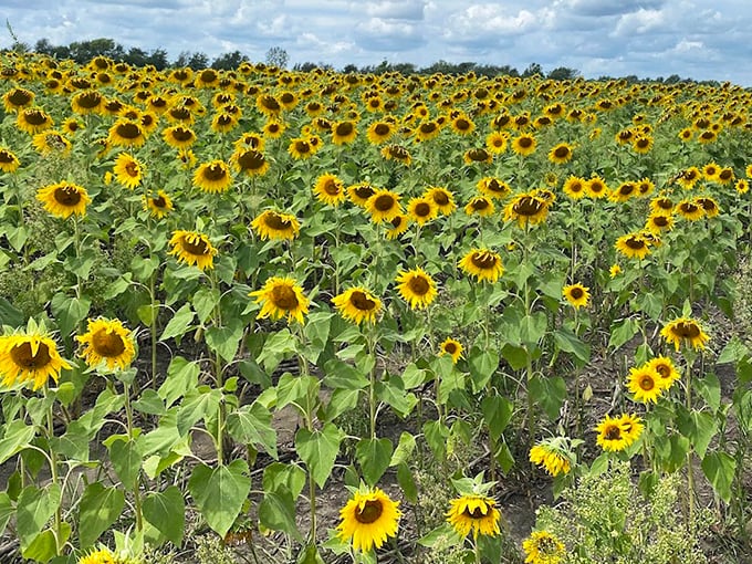 A golden sea of sunflowers stretches endlessly beneath a bright summer sky, swaying gently in the breeze and glowing like nature&rsquo;s own radiant sunrise.