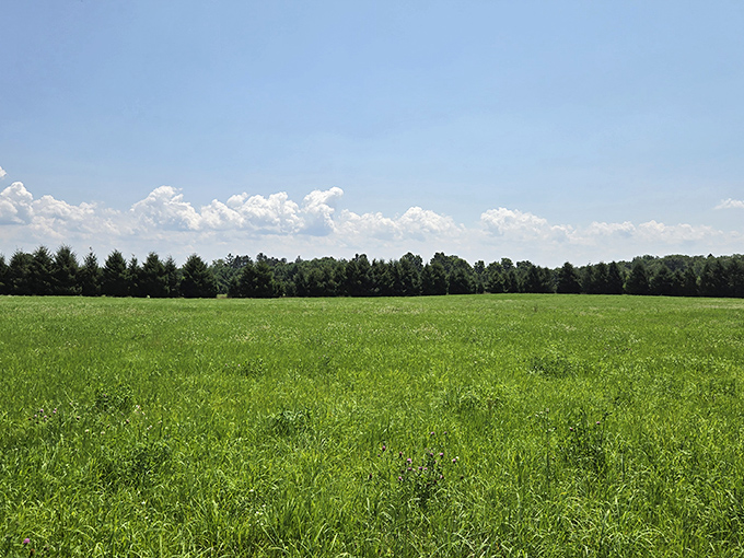 Before the bloom &ndash; this seemingly ordinary field holds the sleeping potential of thousands of wildflowers just waiting for their colorful debut.