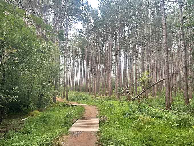 Morning fog transforms ordinary pine stands into mysterious forests where you half-expect woodland creatures to start offering quests.