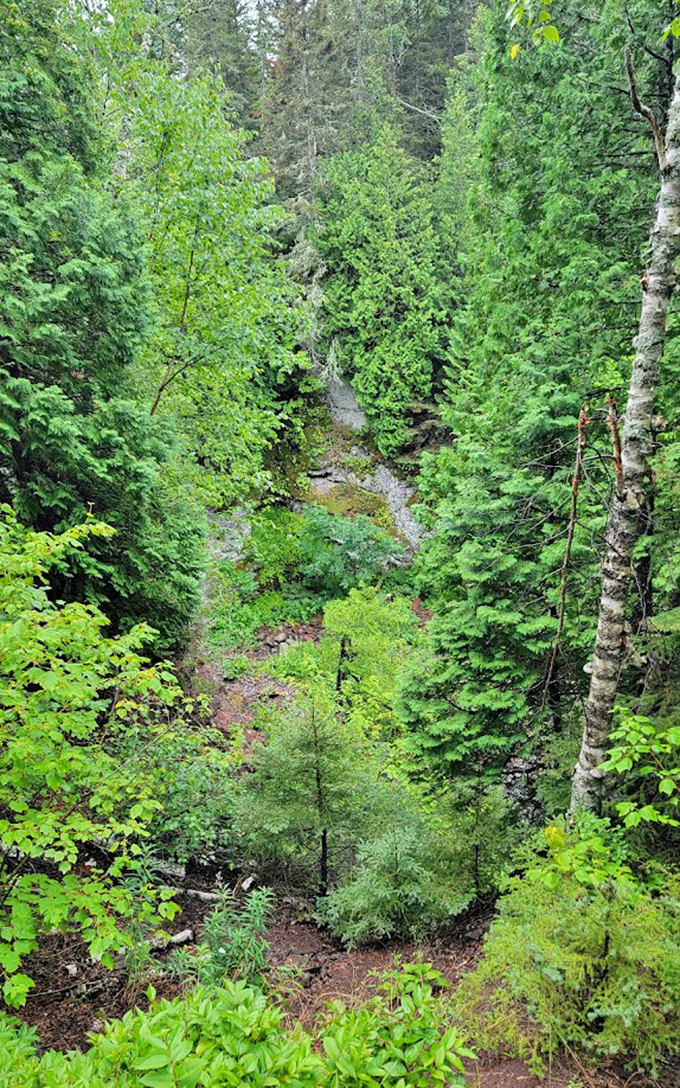 Forest: Sunlight filters through a dense canopy of pine and birch, creating a cathedral-like atmosphere along the Devil's Kettle trail.