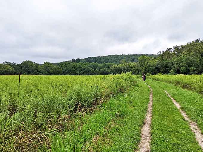 Tall grasses sway along this winding trail, inviting hikers to discover what natural wonders might be hiding just beyond the next bend.