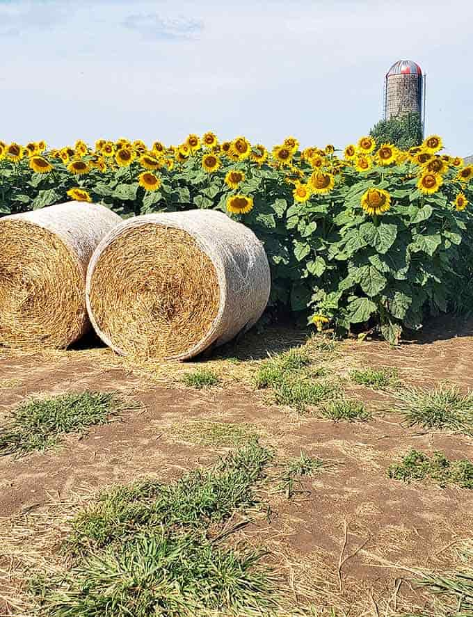 Golden hay bales complement their taller sunflower neighbors, creating textural contrast that photographers and farmers alike can appreciate.