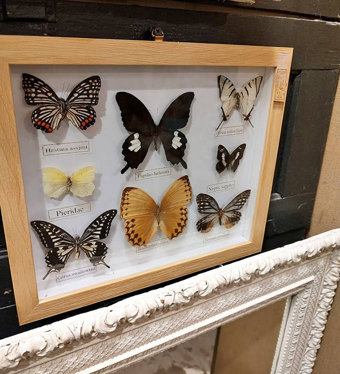 Nature's artistry preserved under glass &ndash; these butterfly specimens transform scientific classification into a mesmerizing display of patterns and colors rarely noticed in flight.