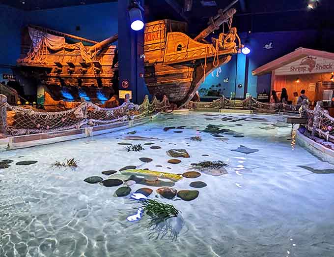 Gentle rays seem to fly through water with the grace of underwater birds, their "wings" creating hypnotic patterns that mesmerize visitors of all ages.