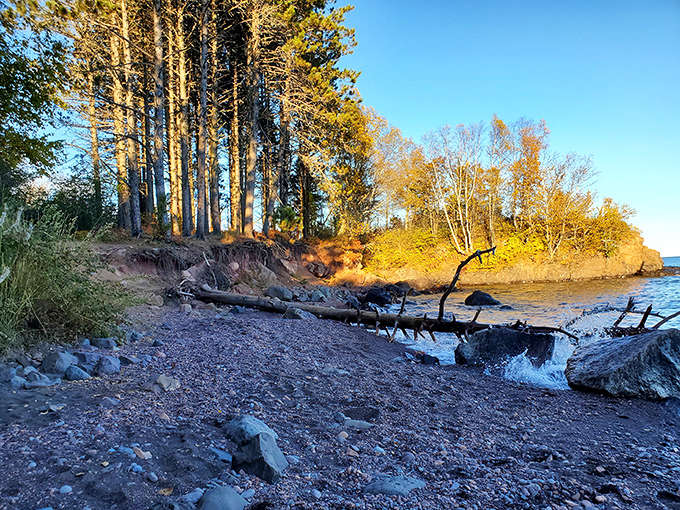 Nature's perfect composition: tall pines standing sentinel over a secluded cove where forest meets Lake Superior's rocky embrace.