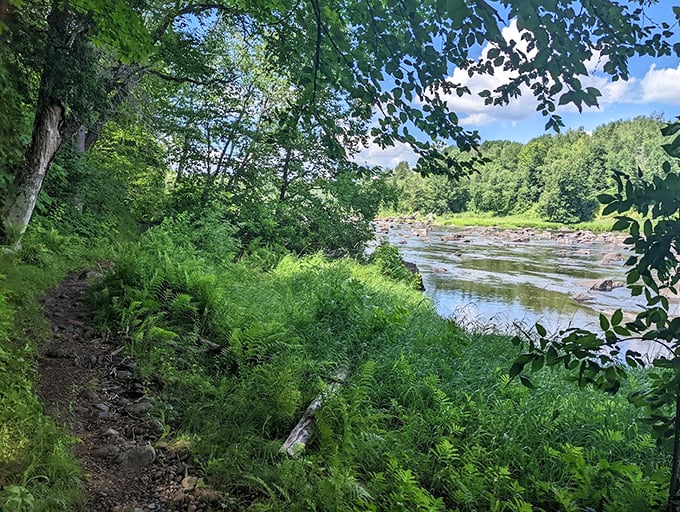 Riverside trails offer peaceful moments of reflection where the forest meets the water's edge.