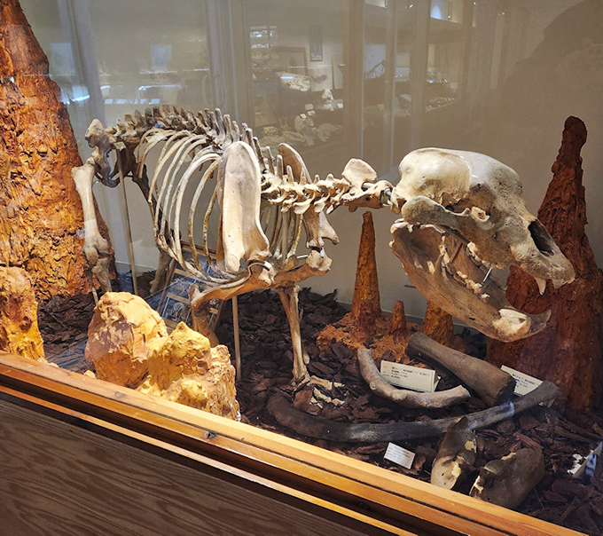 This cave bear skeleton reminds us that today's Illinois was once roamed by magnificent creatures straight out of adventure movies.