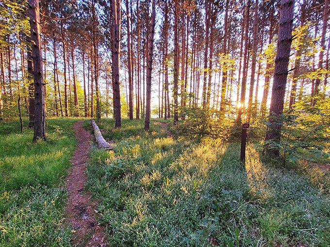 Sunlight filters through towering pines, creating nature's own cathedral ceiling along this tranquil forest trail.