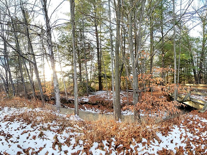 Fallen logs and forest debris remind you that nature's housekeeping style is "organized chaos" and it works perfectly.