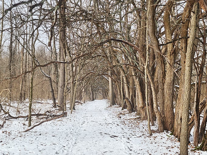 Winter transforms the Osage Orange Tunnel into a crystalline wonderland – proof that this natural marvel maintains its magic through every season.