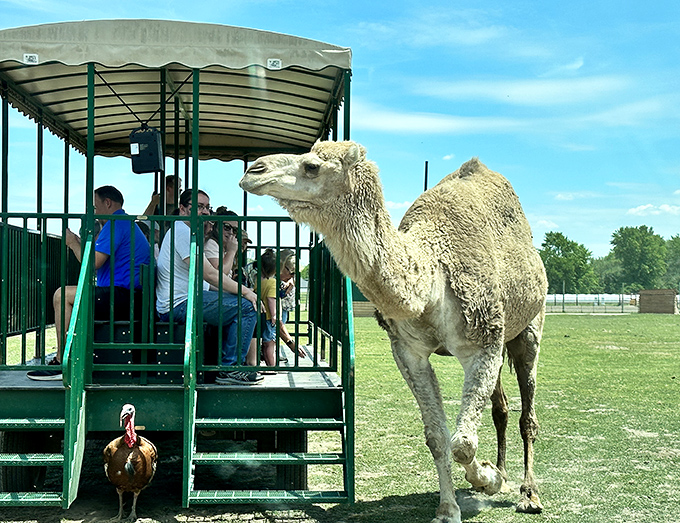 Camel meets carousel: This desert dweller seems curious about the human observation deck.
