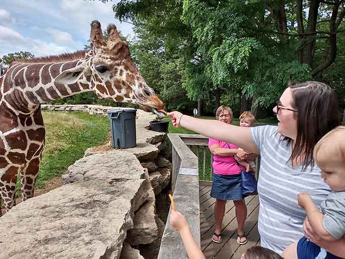 Feeding time becomes an unforgettable moment as visitors experience the gentle power of a giraffe's approach.