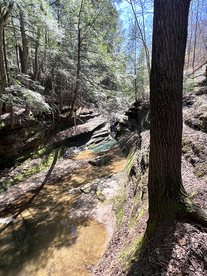 Sunlight dances across the current, transforming ordinary water into a flowing tapestry of liquid diamonds and golden ripples.
