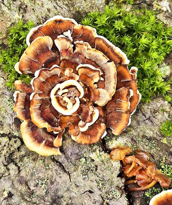 Mother Nature's jewelry box spilled open, revealing this spectacular fungal bloom that looks like it belongs in an underwater coral reef.