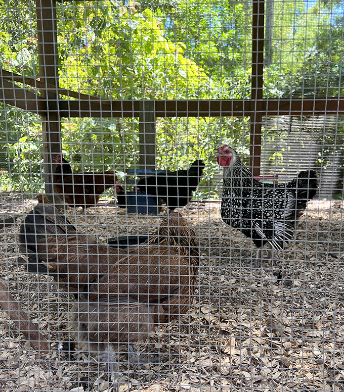 The park's chicken residents strut around their coop like they're running the place &ndash; and honestly, who are we to argue?