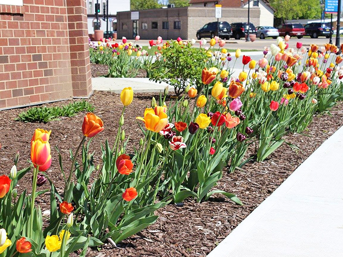 Spring brings an explosion of colorful tulips surrounding the windmill &ndash; a quintessentially Dutch landscape transplanted to Wisconsin soil.