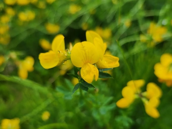 Delicate yellow wildflowers reach for sunshine, nature's own version of optimism blooming despite whatever weather Minnesota throws their way.