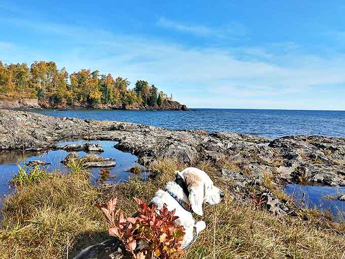 Even the dogs know Split Rock is special &ndash; this furry explorer seems to be contemplating the meaning of life and treats.