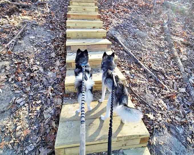 Even four-legged adventurers appreciate the craftsmanship of these wooden stairs &ndash; though they're probably not counting all 566 steps.