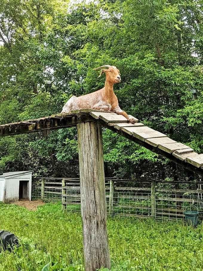 This goat has found the perfect perch to survey its kingdom and plot its next mischievous move.