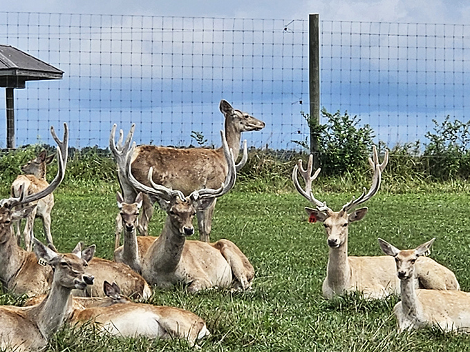 A herd of fallow deer lounges in the grass, looking so relaxed you'll wonder if they've been taking meditation classes.