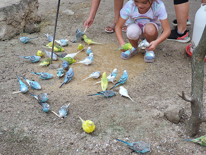 A colorful flock of budgies creates a living rainbow as visitors experience the joy of hand-feeding these friendly feathered friends.