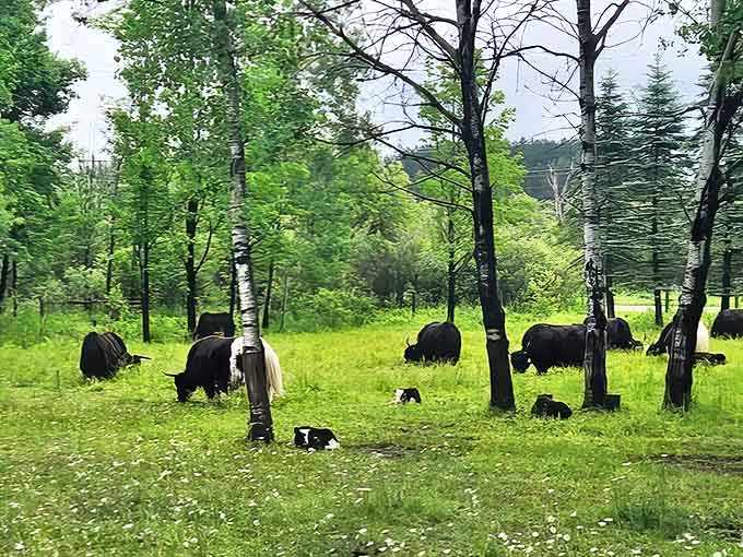 Yaks grazing peacefully among birch trees create a scene that feels transported from the Himalayan foothills to Michigan's countryside.