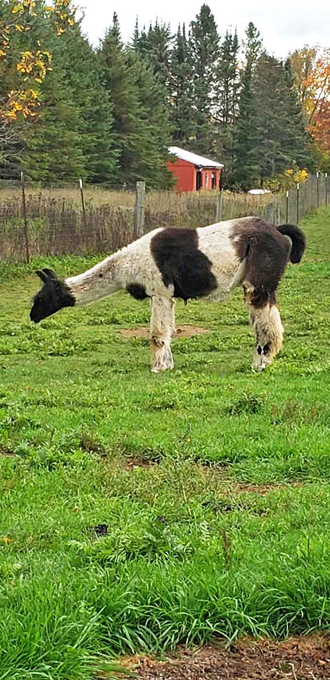 This black and white beauty demonstrates the classic alpaca yoga pose known as "Stretching for the Greener Grass on the Other Side."