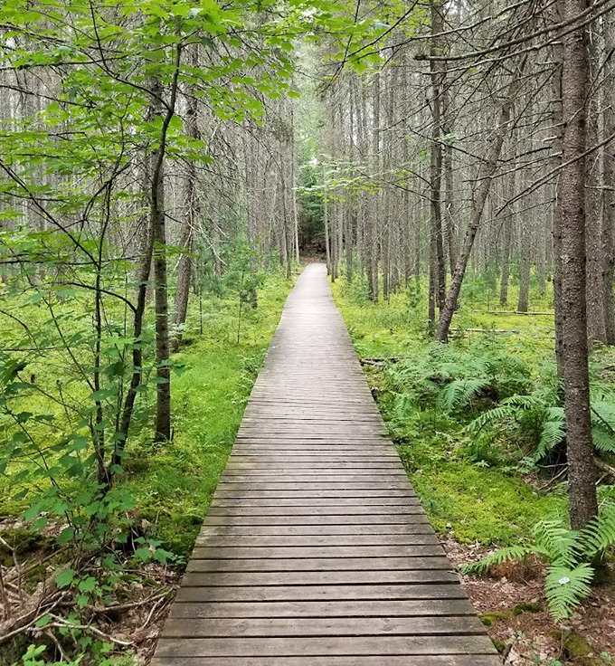 A wooden boardwalk traverses delicate wetlands, allowing visitors to experience fragile ecosystems without disturbing their delicate balance.