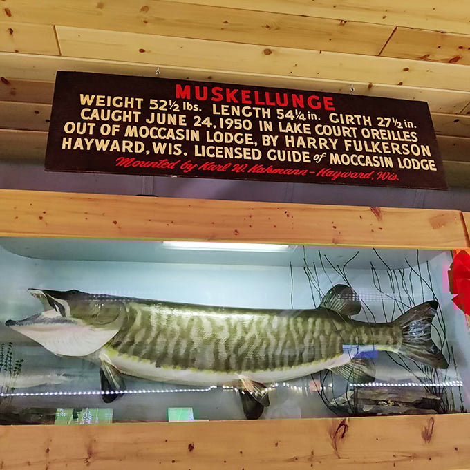The world-record muskie caught in 1950 remains a centerpiece attraction, drawing fishing enthusiasts from across the country.