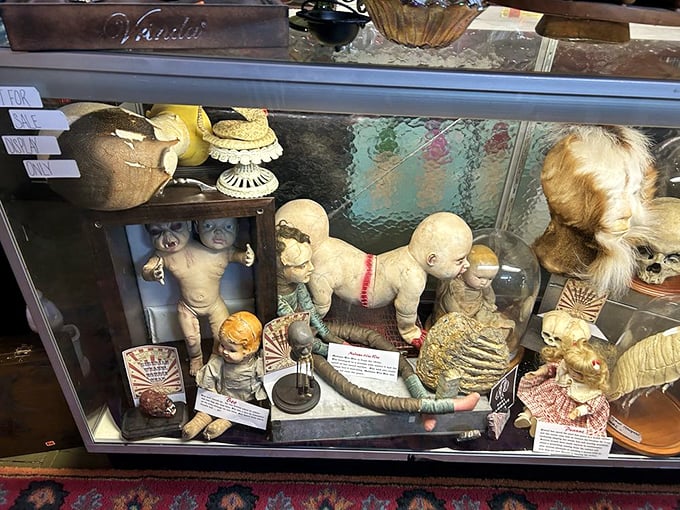 The oddities collection includes skeletal remains under glass, reminding visitors that nature is simultaneously beautiful and deeply metal in every possible way.