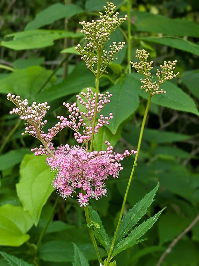 Queen of the Prairie lives up to her regal name, with cotton-candy blooms that would make any pastry chef jealous.