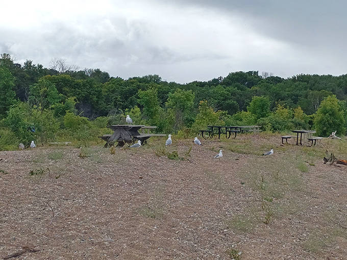 Seagulls hold court at an impromptu beach gathering, seemingly unimpressed by human visitors to their island domain.