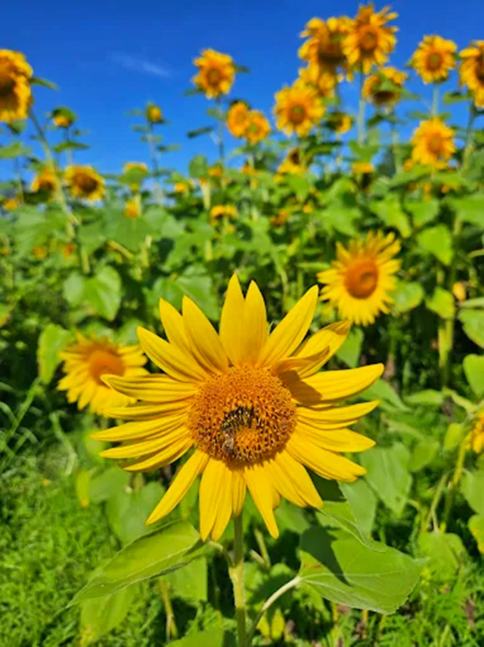 A solitary red sunflower commands attention among its yellow companions, like a ruby set among gold.