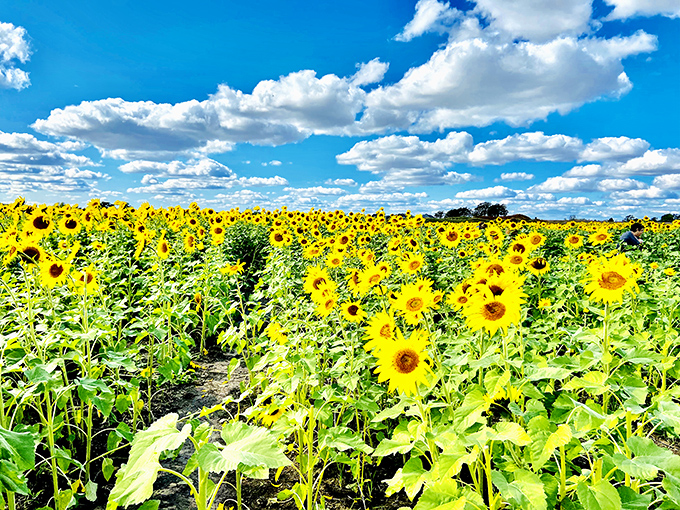 Sunflower fields forever: Neat rows of plants showcase the farm's agricultural expertise.