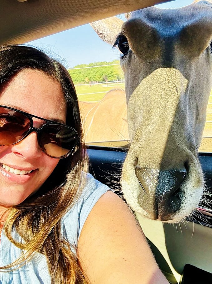 A majestic fallow deer stands sentinel by the Shamba Safari sign, welcoming visitors to this unexpected African outpost.