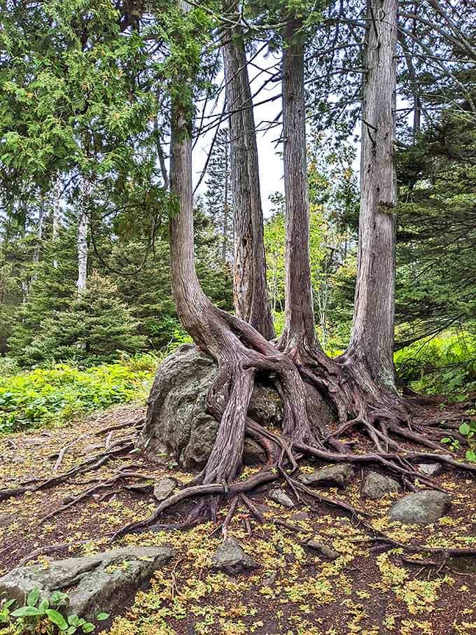 Nature's architecture: These "Four Sisters" trees have turned rock climbing into an art form, their roots embracing stone in a centuries-long hug.