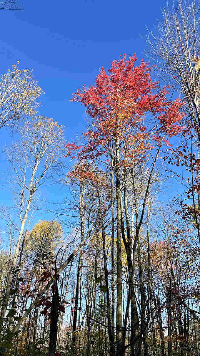 Fall's fiery display transforms the forest into a painter's palette, proving that Mother Nature was the original color theorist.